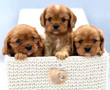 We specialise in breeding quality, healthy and happy cavoodles