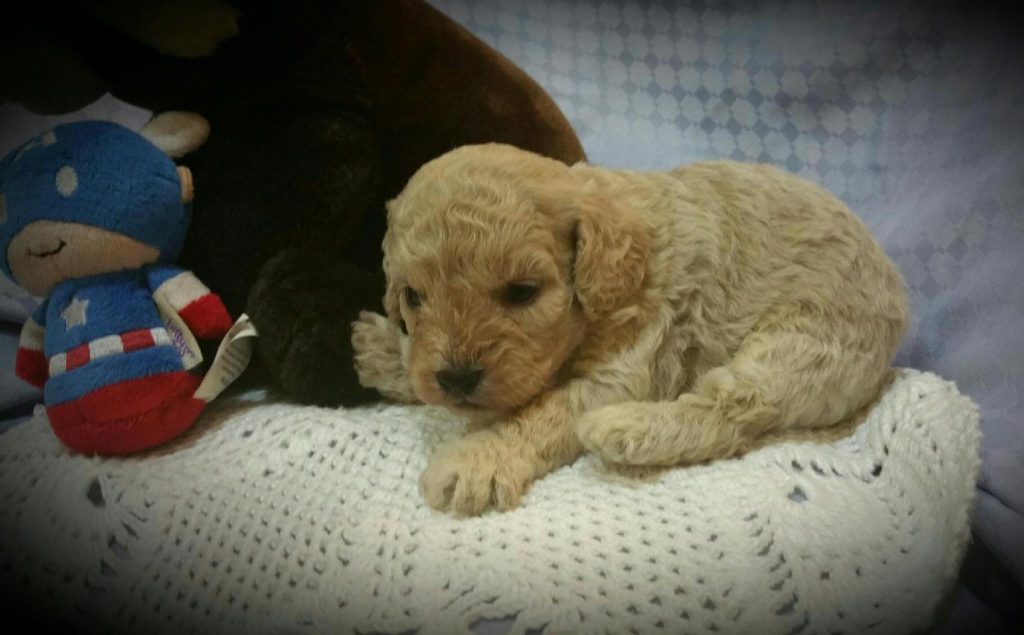 cavoodle boy puppy