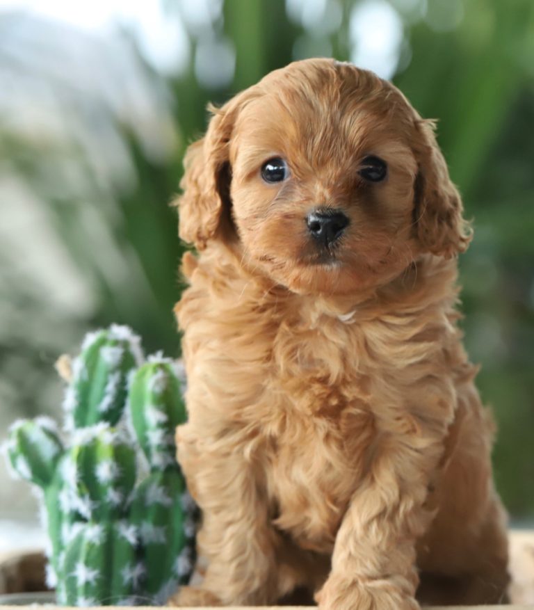 We specialise in breeding quality, healthy and happy cavoodles