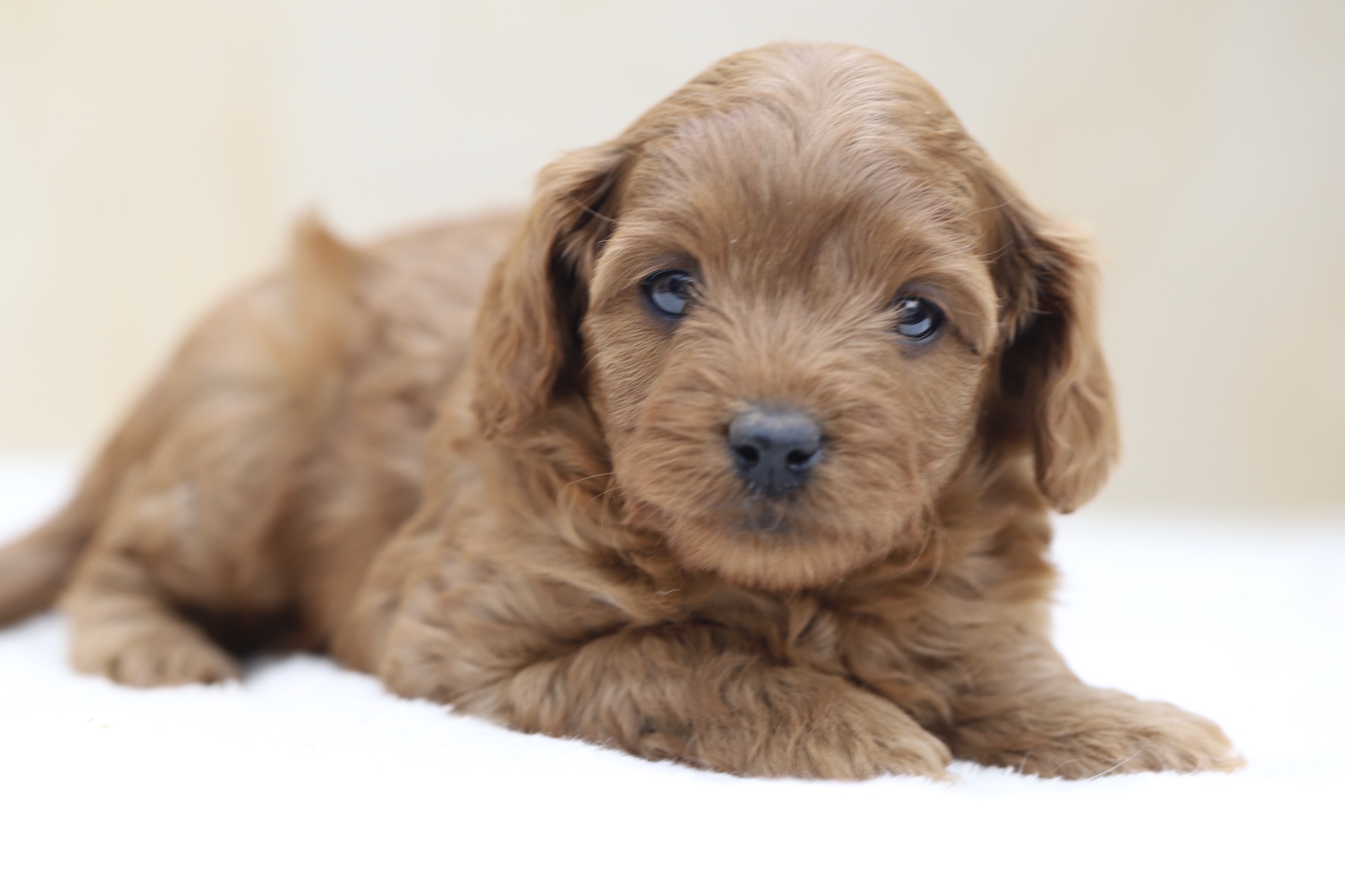 -6474982392015659949_IMG_3230